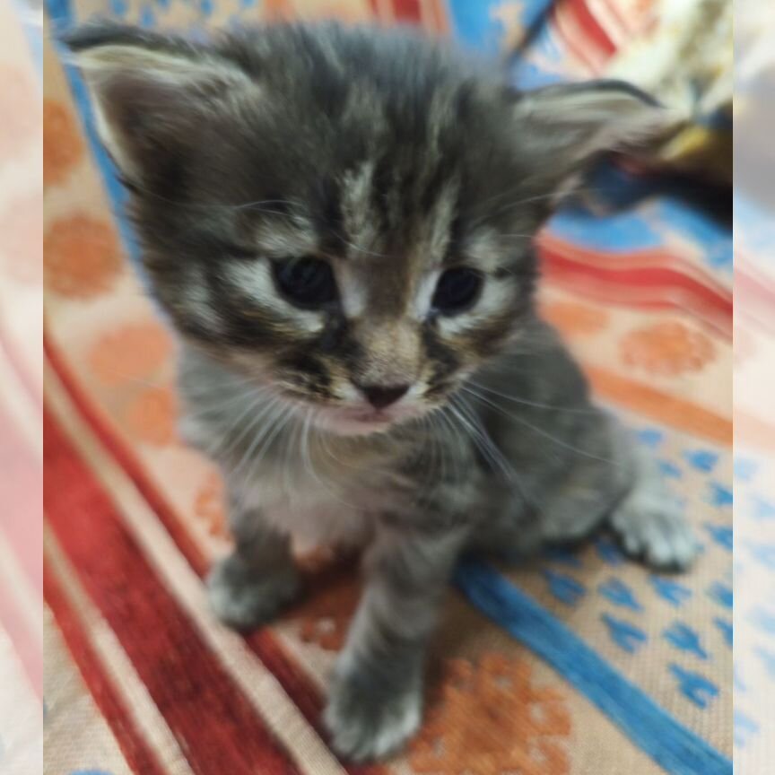 Мейн-кун котёнок