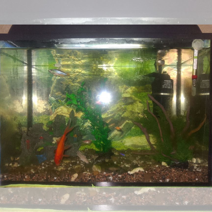 Аквариумные рыбки