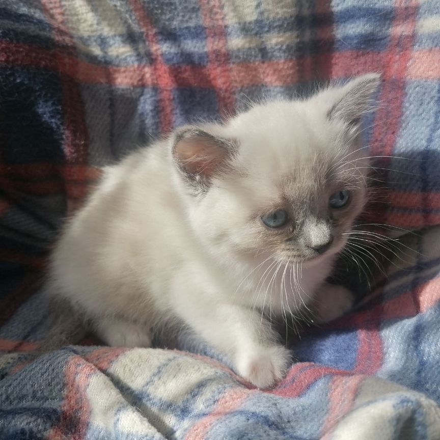 Отдам котят в добрые руки