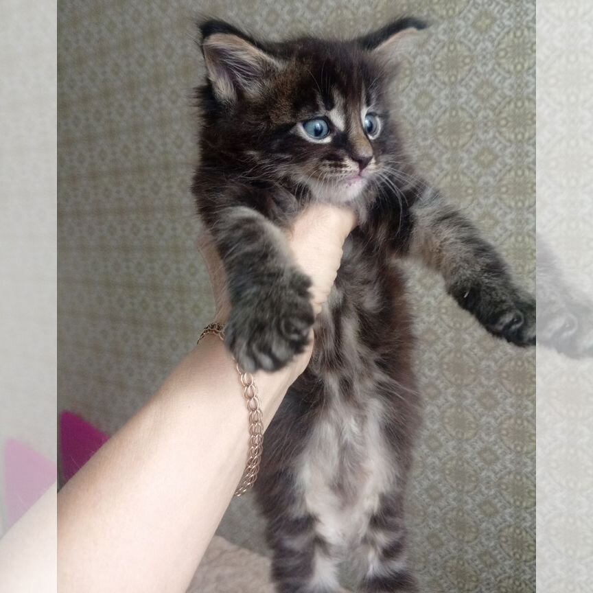 Мейн-кун котёнок