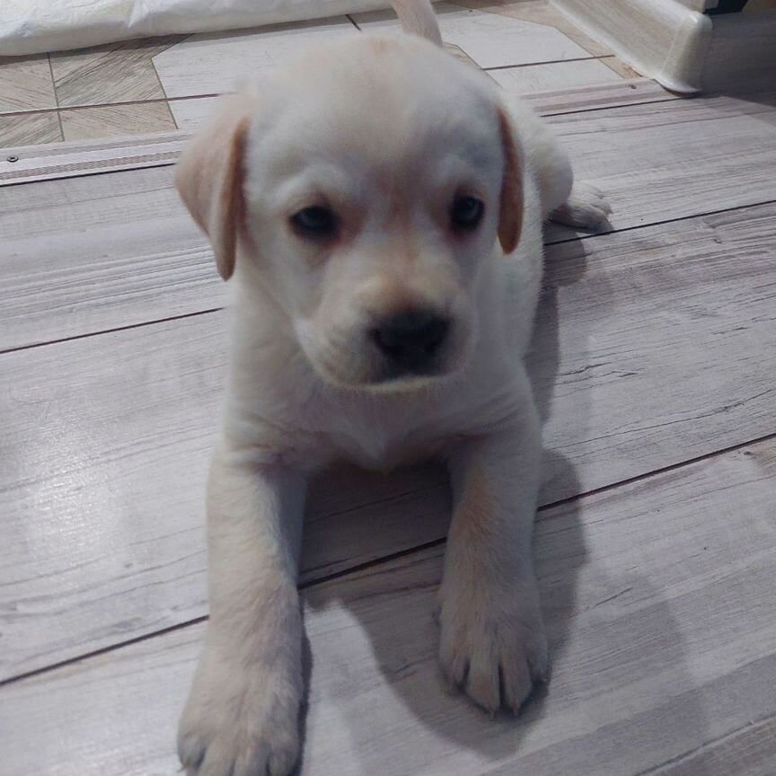 Лабрадор-ретривер, щенок