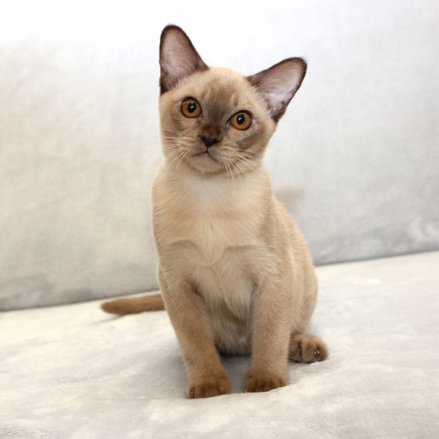 Бурмочка с апельсиновыми глазками