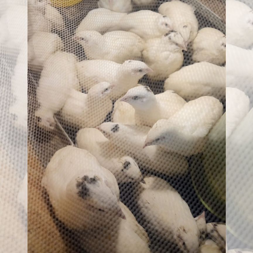 Продам перепелов