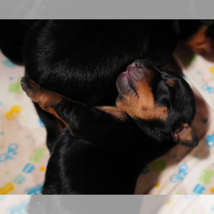 Цвергпинчер, щенок