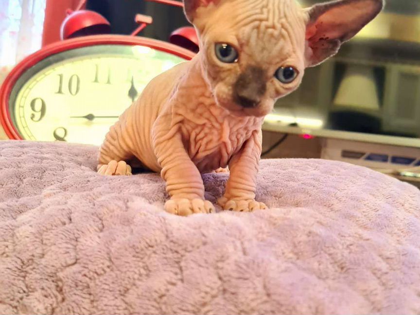 Канадский сфинкс котенок