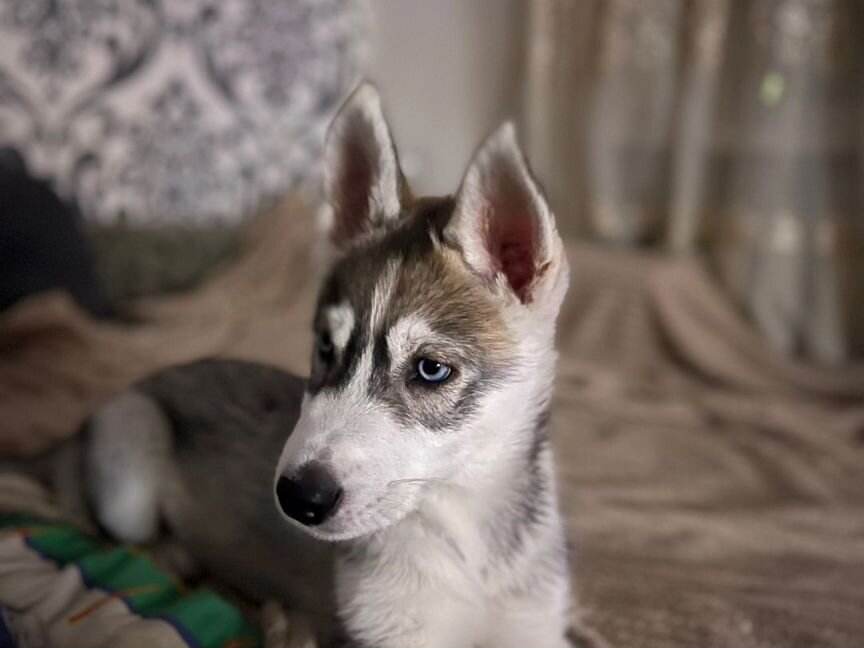 Сибирский хаски