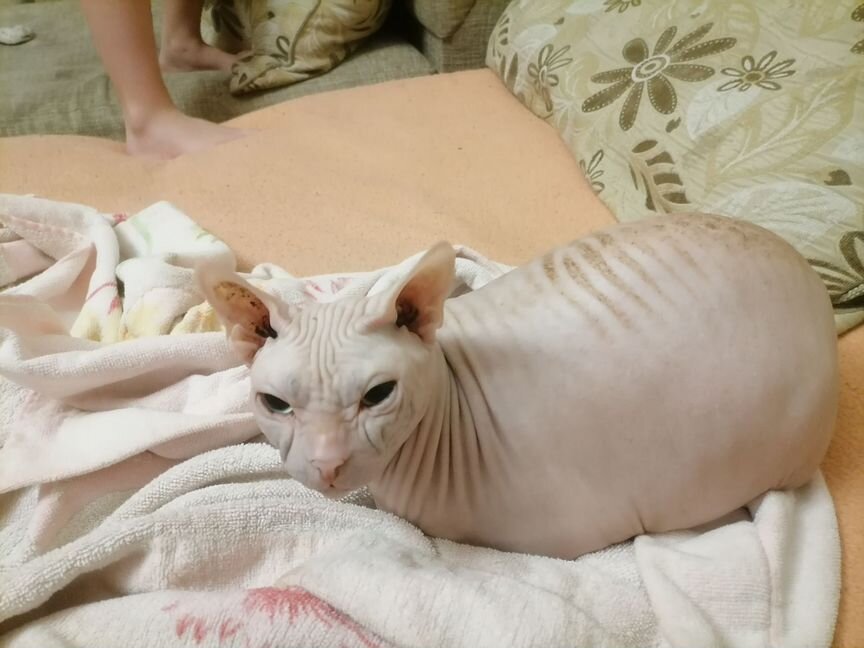 Донской сфинкс