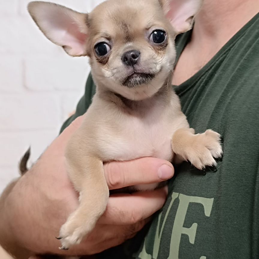 Чихуахуа мини мальчик