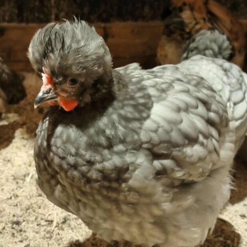 Молодые петушки русской хохлатой