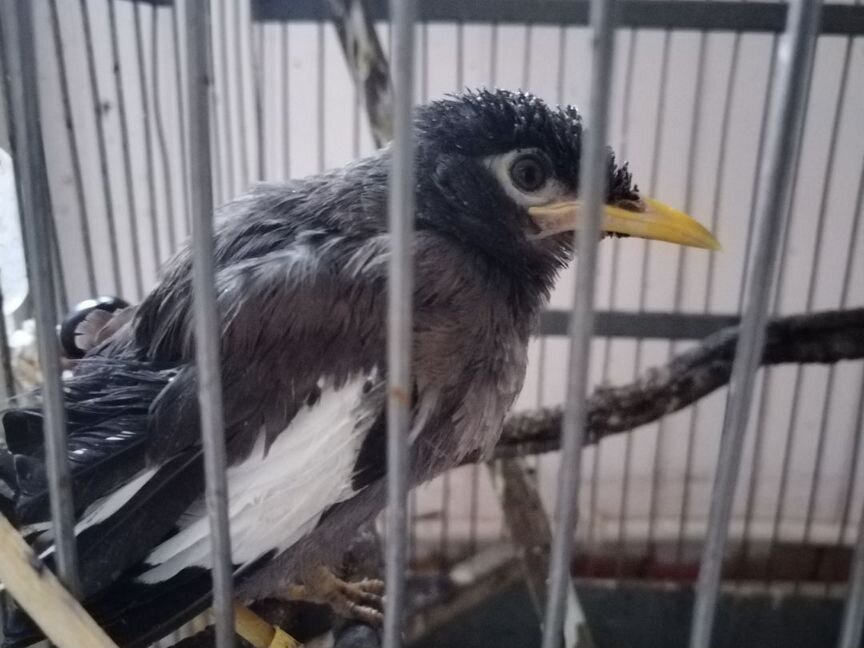 Обыкновенная майна