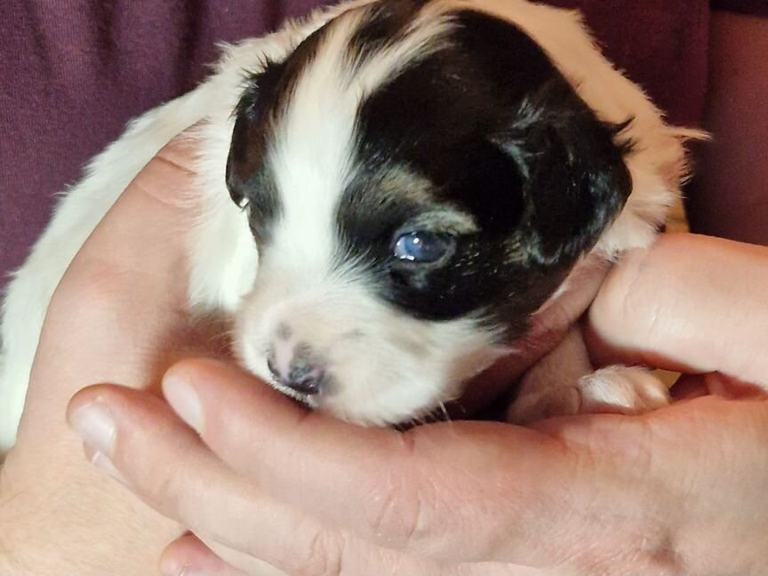 Щенки папийона- бабочки