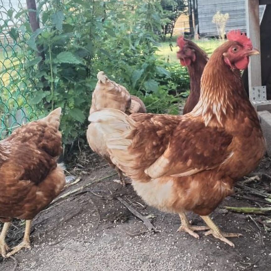 Курицы несушки