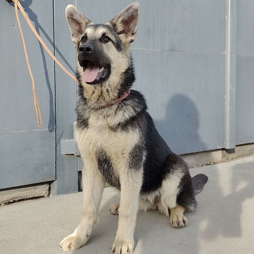 Восточноевропейская овчарка, щенок