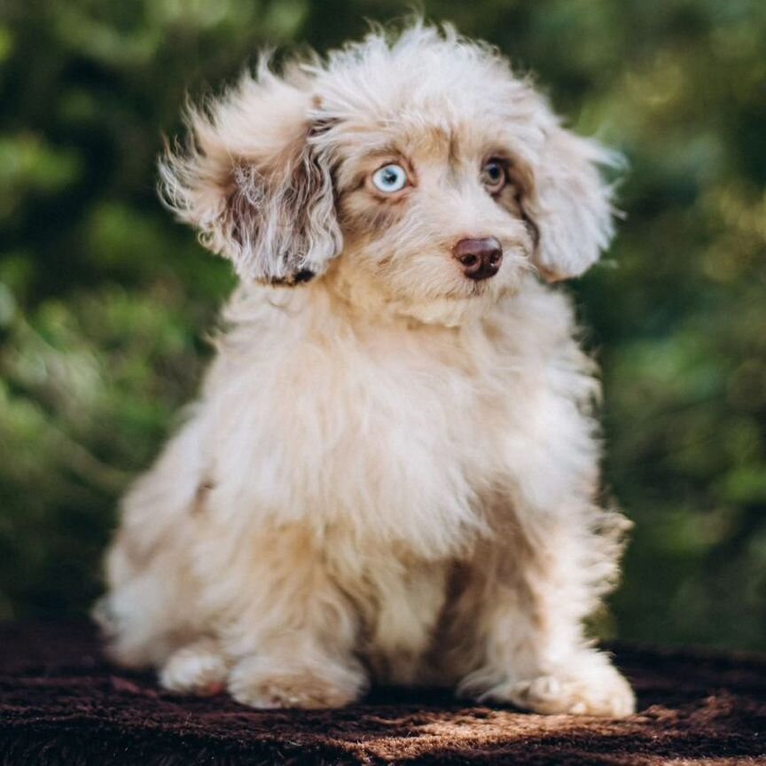 Мальтипу, щенок