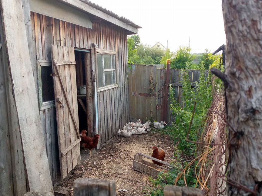 Утки муларды