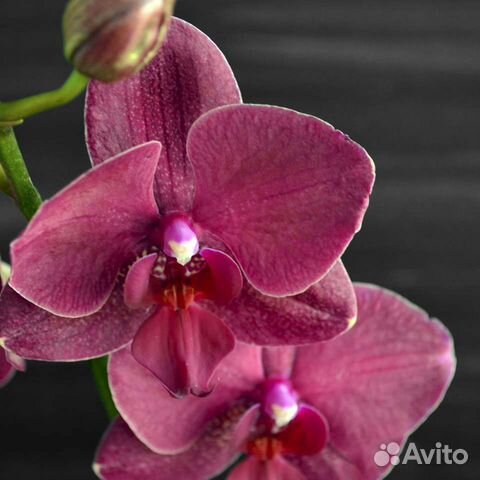 Орхидеи фаленопсис купить в Новосибирске | Товары для дома и дачи | Авито