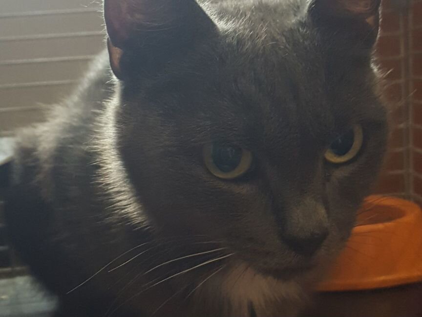 В добрые руки кошка Фима