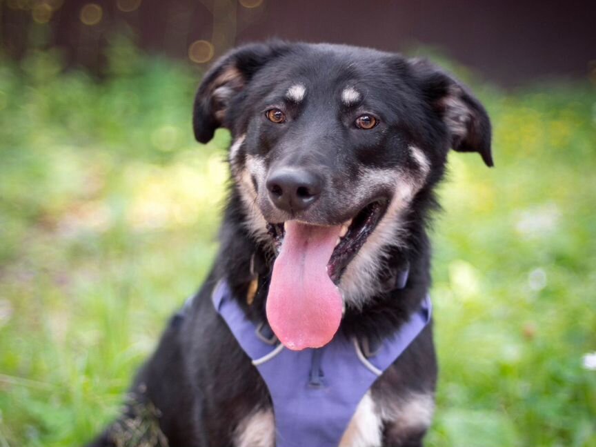 Удивительный Симба