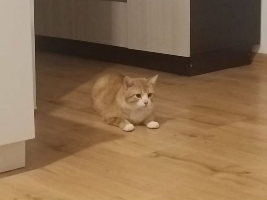 Котик с Вик ищет дом или передержку