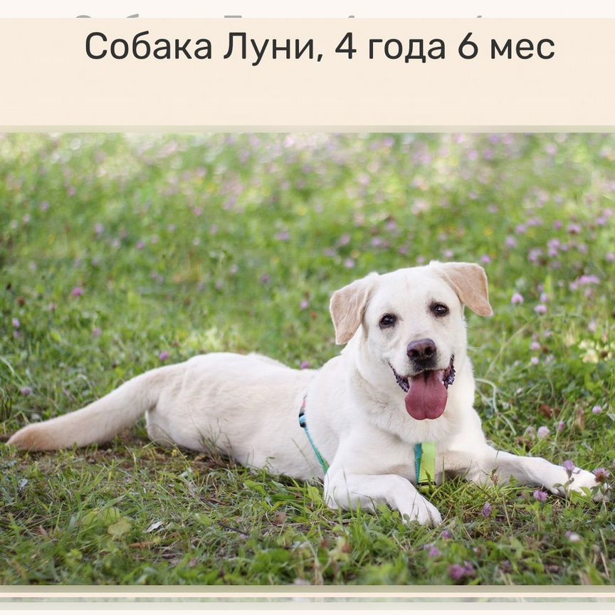 Взрослый пёс в добрые руки