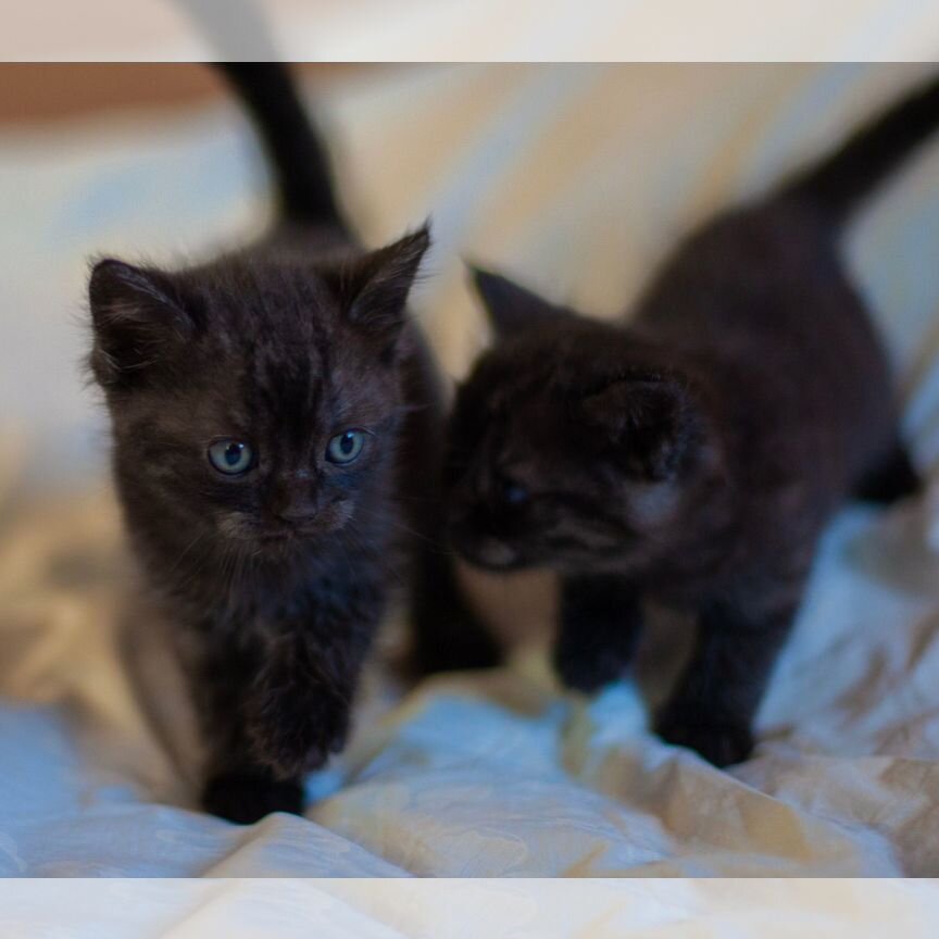Котята в добрые руки