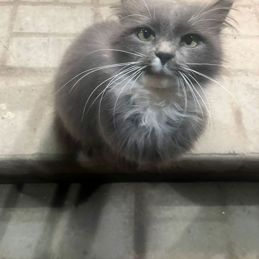 Помогите найти хозяев выбросили домашнюю