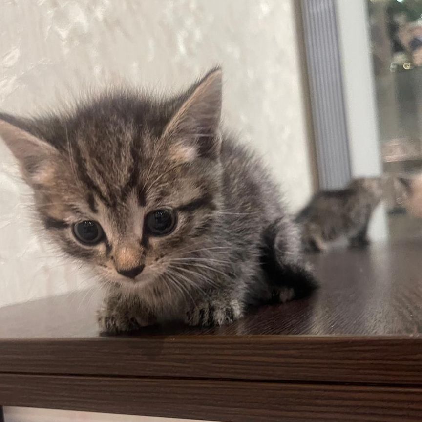 Котята в добрые руки бесплатно