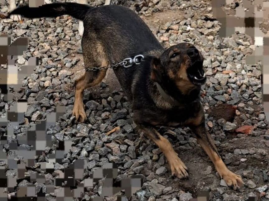 Собака