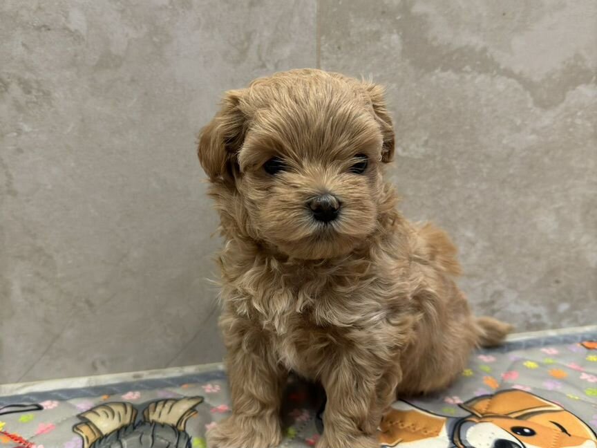 Мальтипу f1 мини