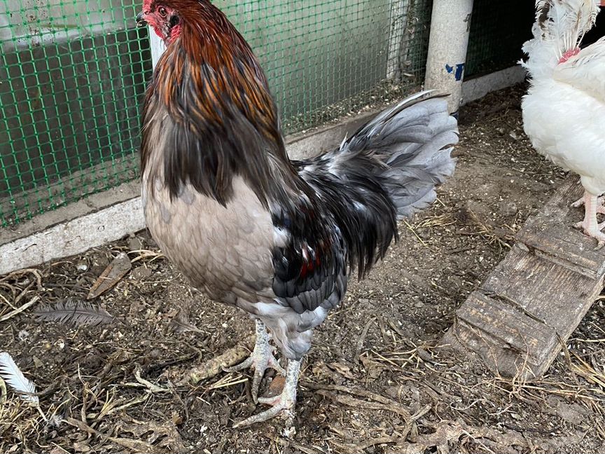 Петух амераукан бесплатно