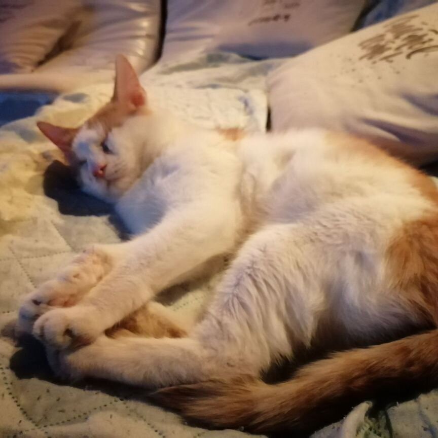 Кот ласкуша в добрые руки