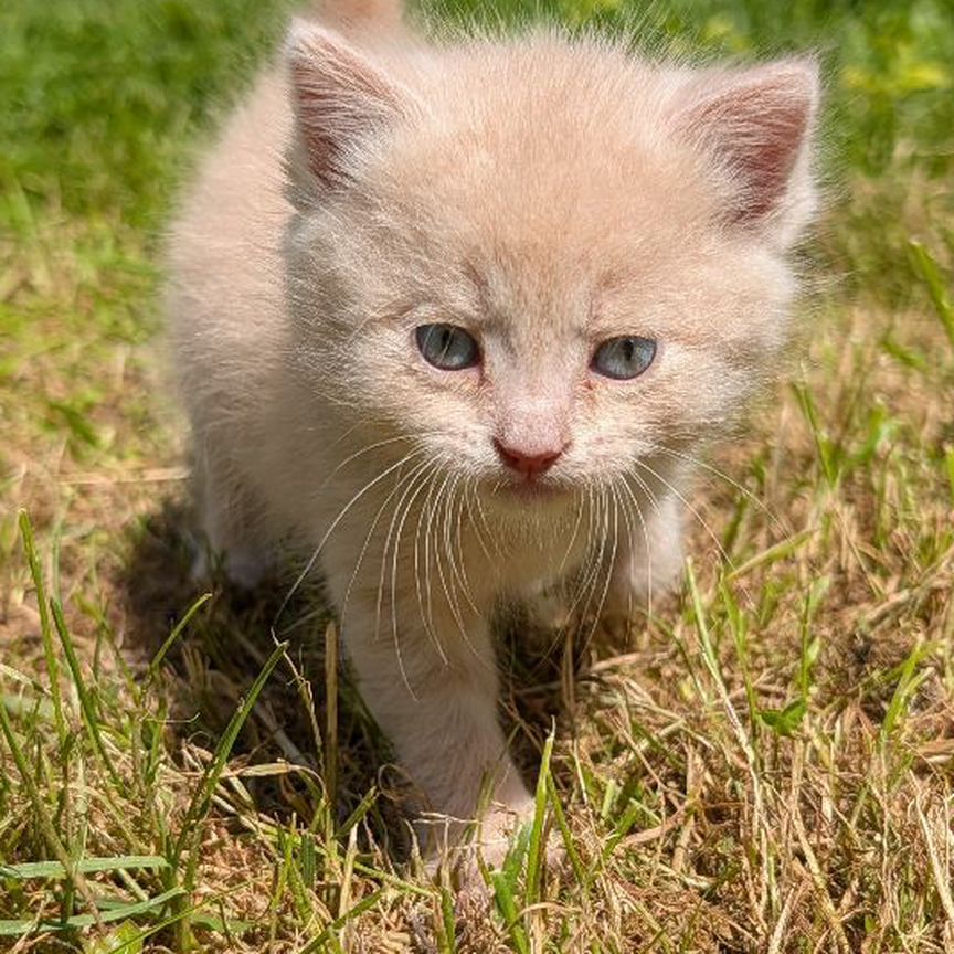 Котёнок в добрые руки