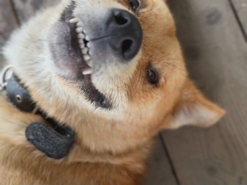 Берти в поисках дома