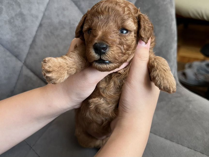 Шикарная девочка той -пуделя