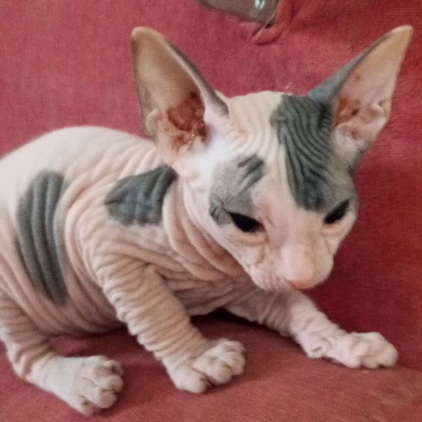Донской сфинкс котёнок