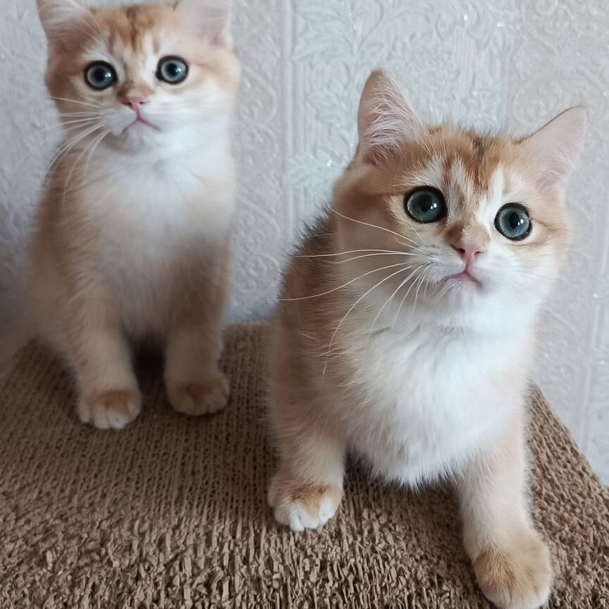 Британский короткошёрстный котёнок
