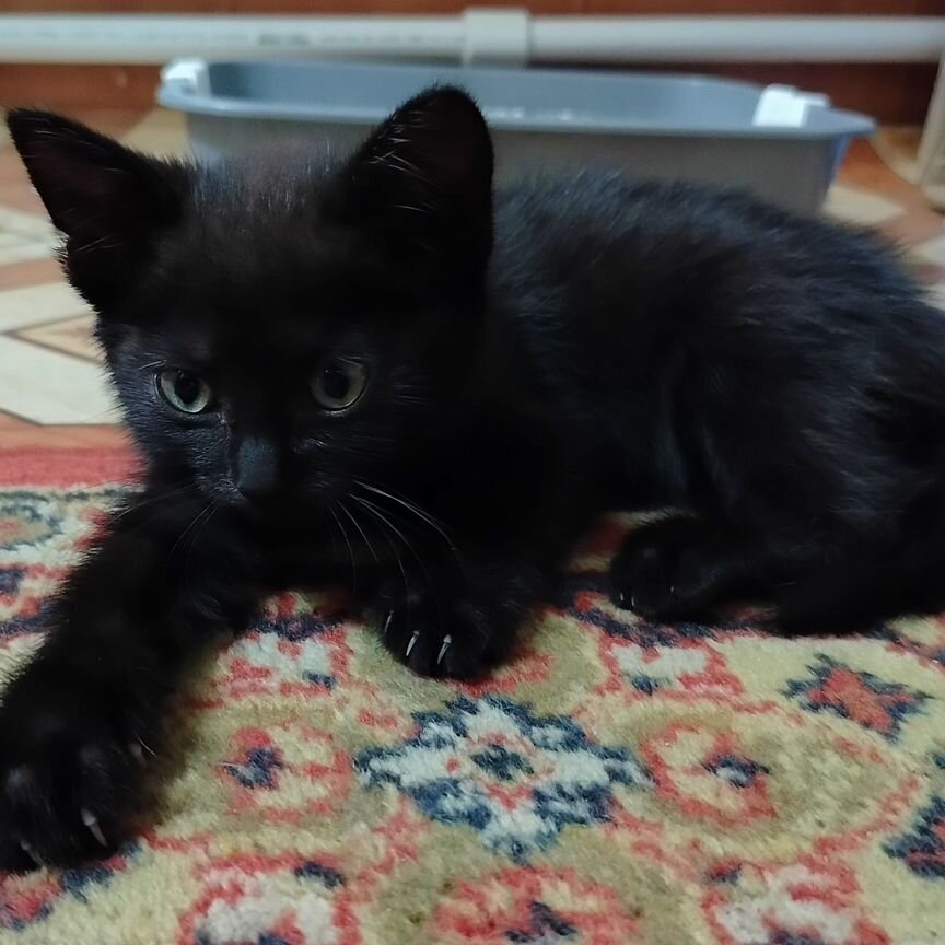 Котик в добрые руки