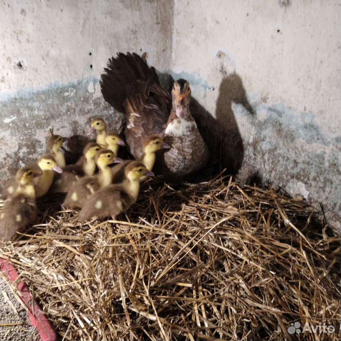 Мускусные утки индоутки индоутята