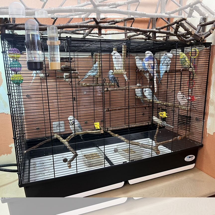 Волнистые попугаи, чехи, ввп