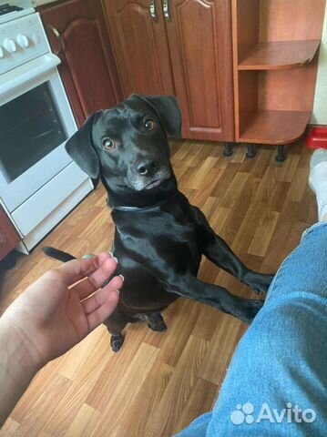 Метис таксы