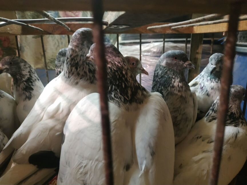 Продажа голубей пакистанских