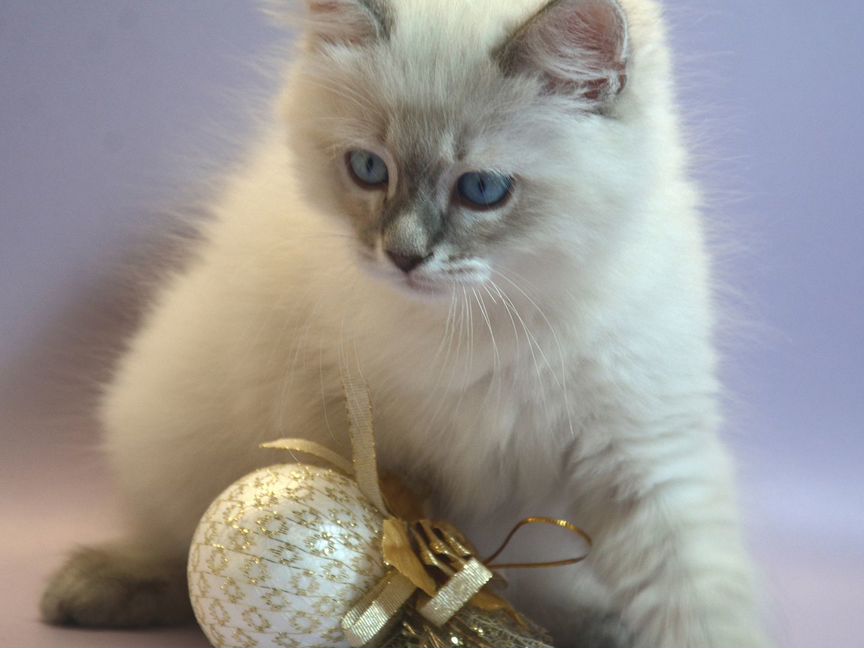 Котенок в поисках лучшей мамы
