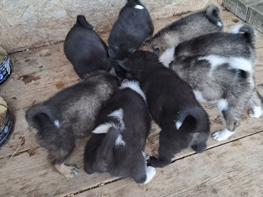 Женки западной сибирской лайки