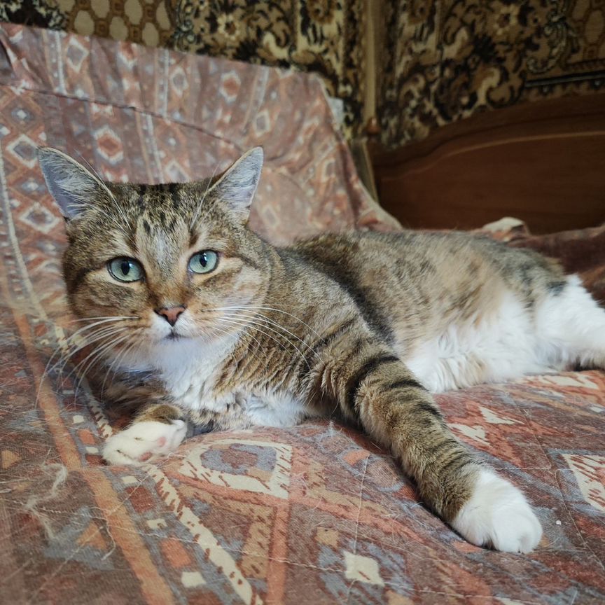 Кошка метис