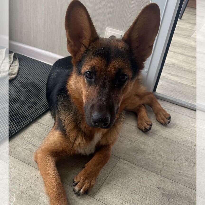 Немецкая овчарка, щенок