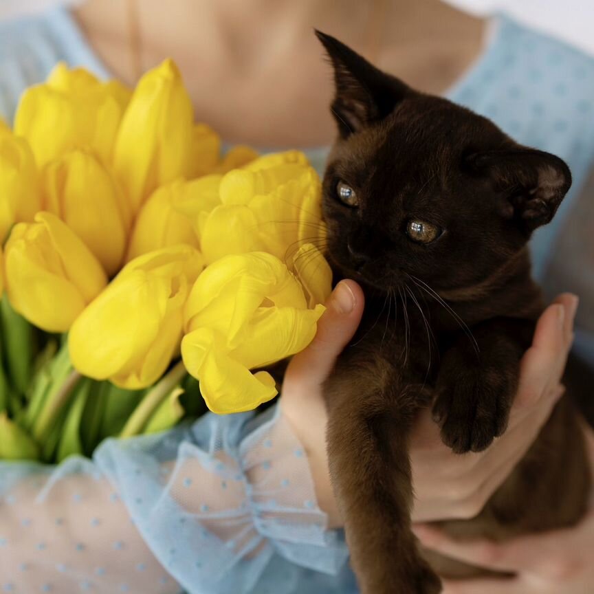 Европейская бурма