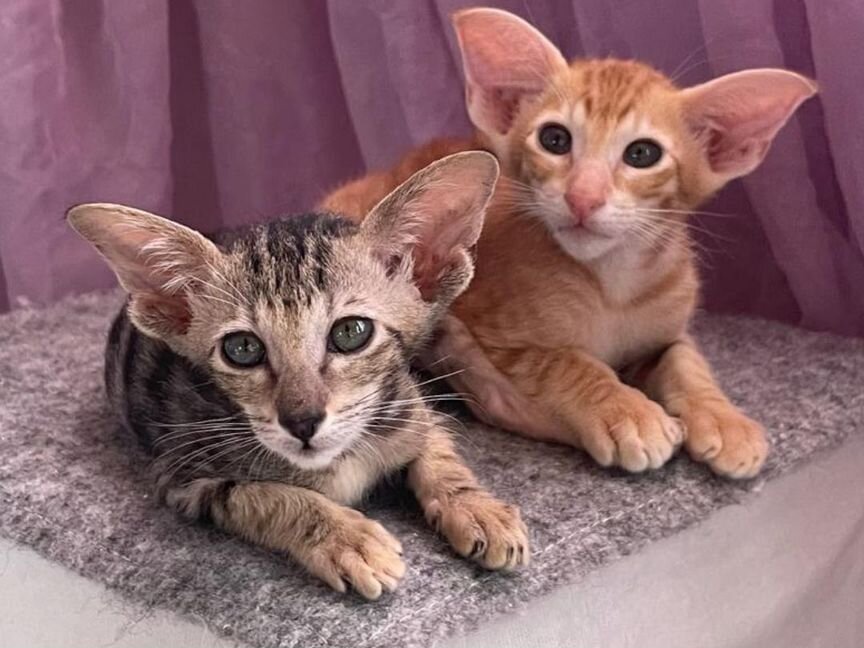 Ориентальные котята