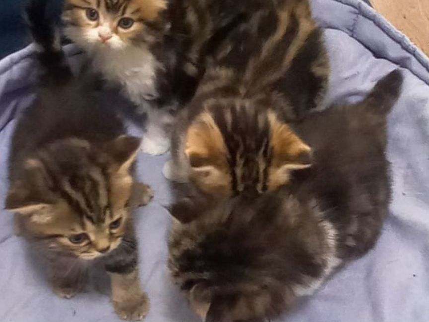 Шотландские прямоухие котята