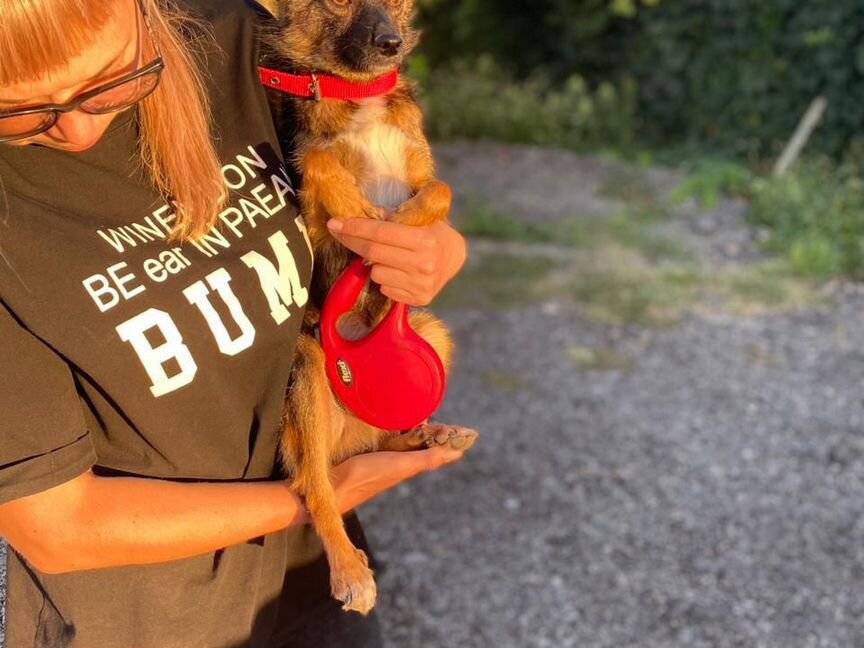 Маленькая собачка Инокентий