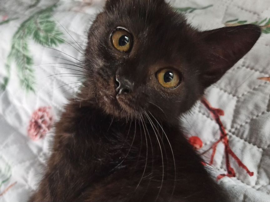 Котёнок в добрые руки